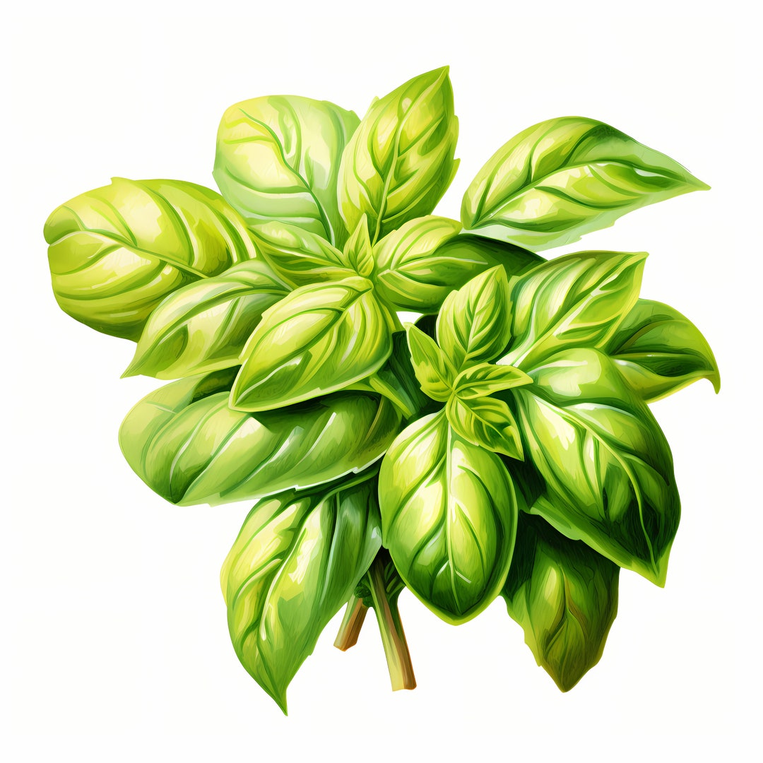 Basil Clipart, Culinary Basil Images, 10 Watercolor Clip Art, Printable ...