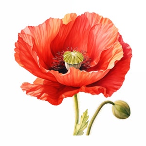 Red Poppy Clipart, Poppy Flowers Images, 10 Watercolor Clip Art ...