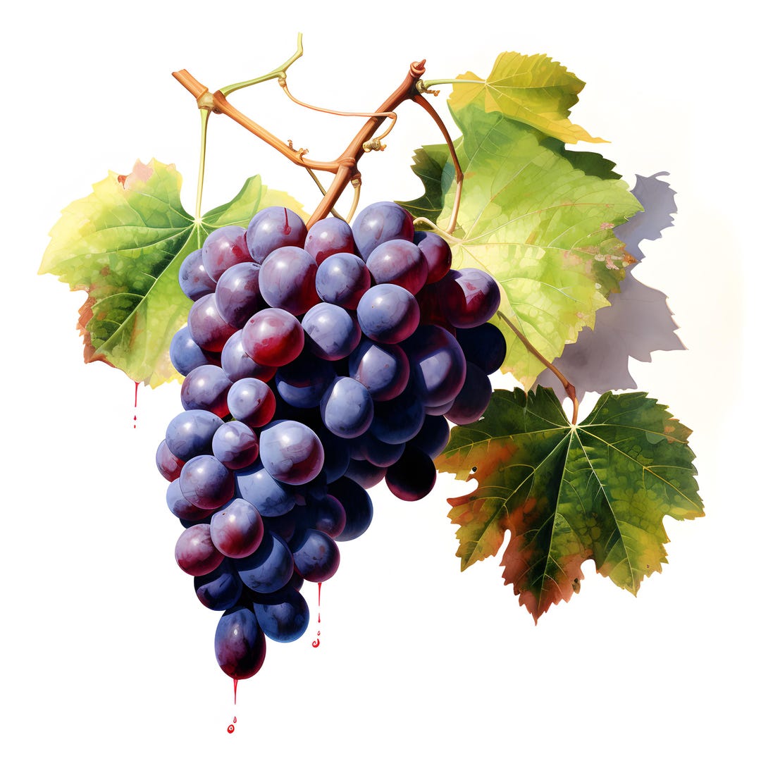 Grapes Clipart, Wine Grapes Images, 10 Watercolor Clip Art, Printable ...