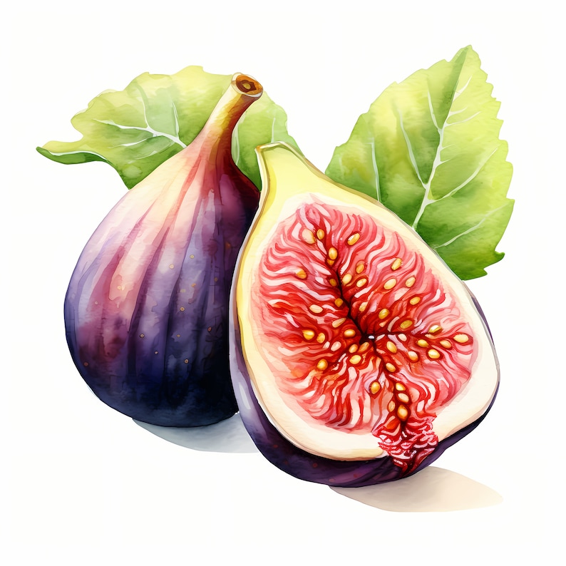 Fig, Fig Fruit, Botanical Fruit Watercolor Clipart Set With 10 JPG ...