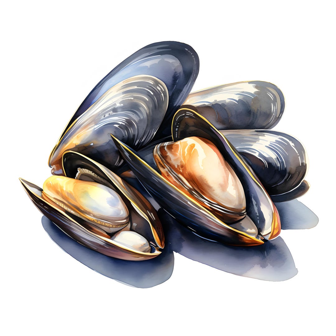Mussels Clipart, Mussel Shells Images, 10 Watercolor Clip Art ...