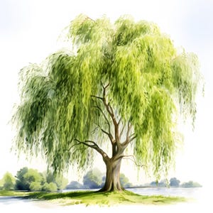 Willow Tree Clipart, Fuzzy Willow Tree Images, 10 Watercolor Clip Art ...