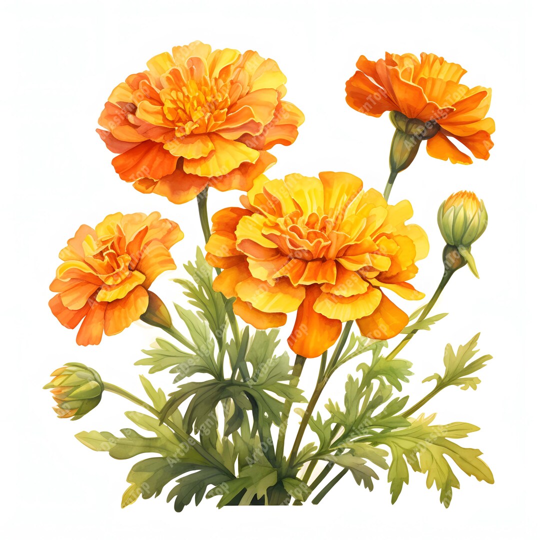 Marigolds Clipart, Marigold Bouquet Images, 10 Watercolor Clip Art ...