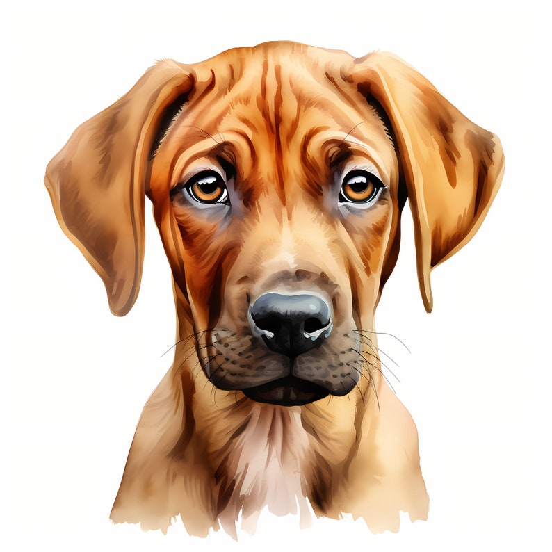 10 Rhodesian Ridgeback, Puppy Dog, African Lionhound, African Lion Dog ...