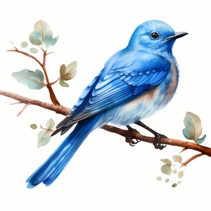 Blue Bird Clipart, Adorable Bird, Bluebird Images, 10 Watercolor Clip ...