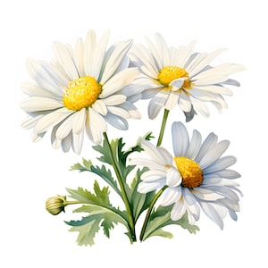 Watercolor Daisy Clipart: Spring Wildflower Images (jpgs, Commercial ...
