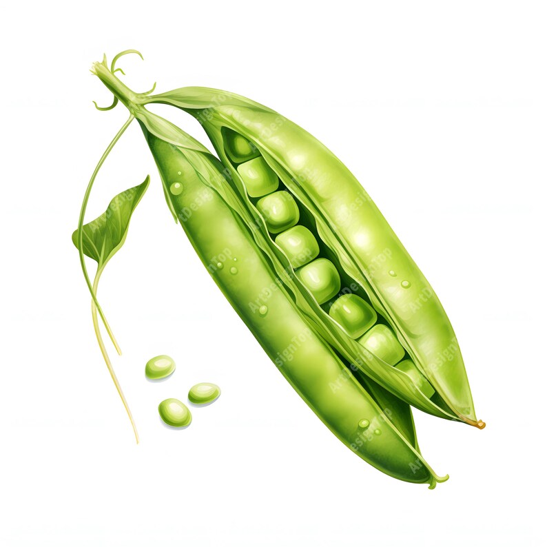 Watercolor Green Peas Clipart: Farm Vegetable Images (jpgs, Instant ...