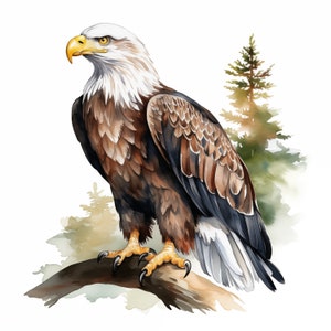 Watercolor Bald Eagle Clipart: Printable JPG Images (commercial Use) - Etsy