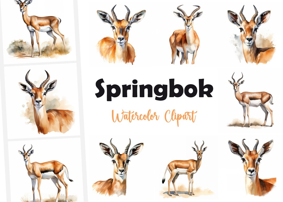 Watercolor Springbok Clipart: Antelope JPG Images (commercial Use ...