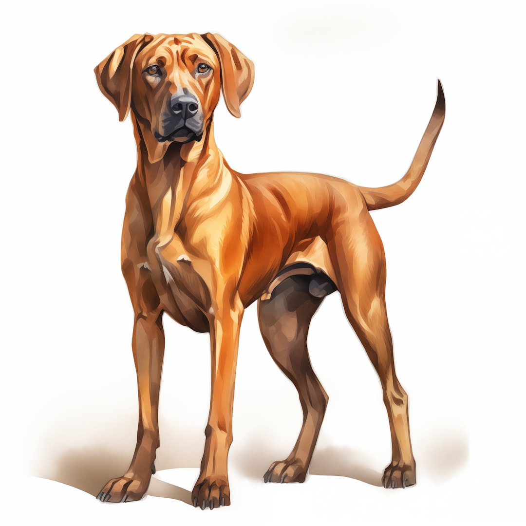 Rhodesian Ridgeback Watercolor Clipart: Dog Breed Art (jpgs, Commercial ...