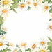 Watercolor Daisy Flower Border Clipart: Printable Frame Images (jpgs ...