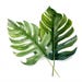 Tropical Leaves Clipart, Green Leaves Images, 10 Watercolor Clip Art ...