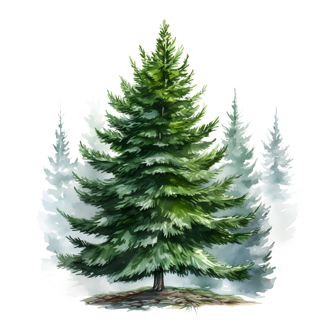 Christmas Tree Clipart, Snowy Pine Images, 10 Watercolor Clip Art ...
