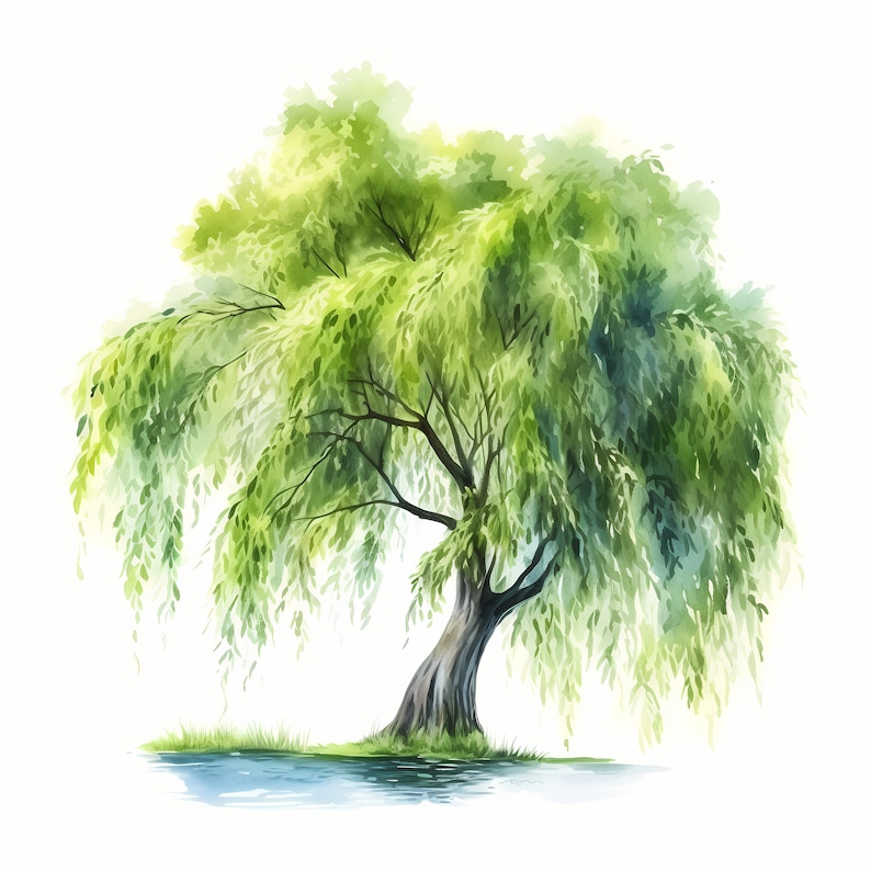 Willow Tree Clipart, Willow Tree Breeze Images, 10 Watercolor Clip Art ...