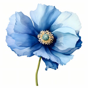 Blue Poppy Clipart, Blue Poppies Images, 10 Watercolor Clip Art ...