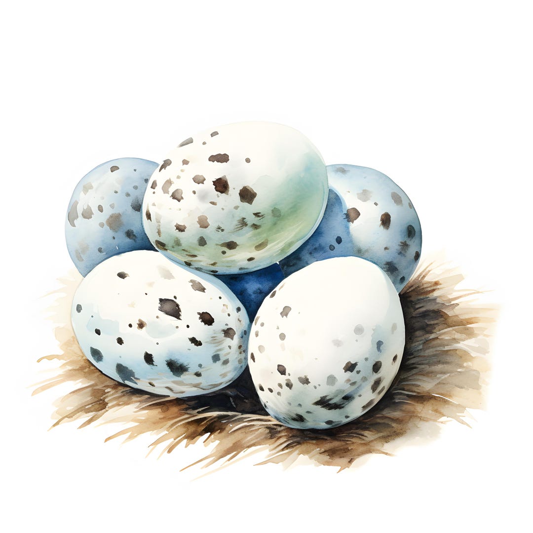 Bird Eggs Clipart, Bird Nest With Eggs Images, 10 Watercolor Clip Art ...