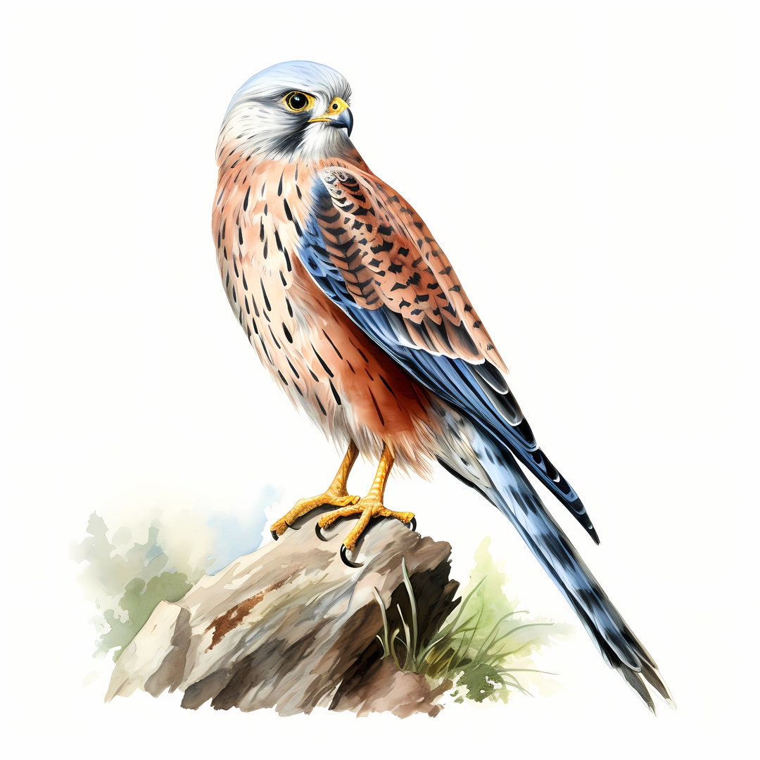 Eurasian Kestrel Clipart, Kestrel Bird Images, 10 Watercolor Clip Art ...