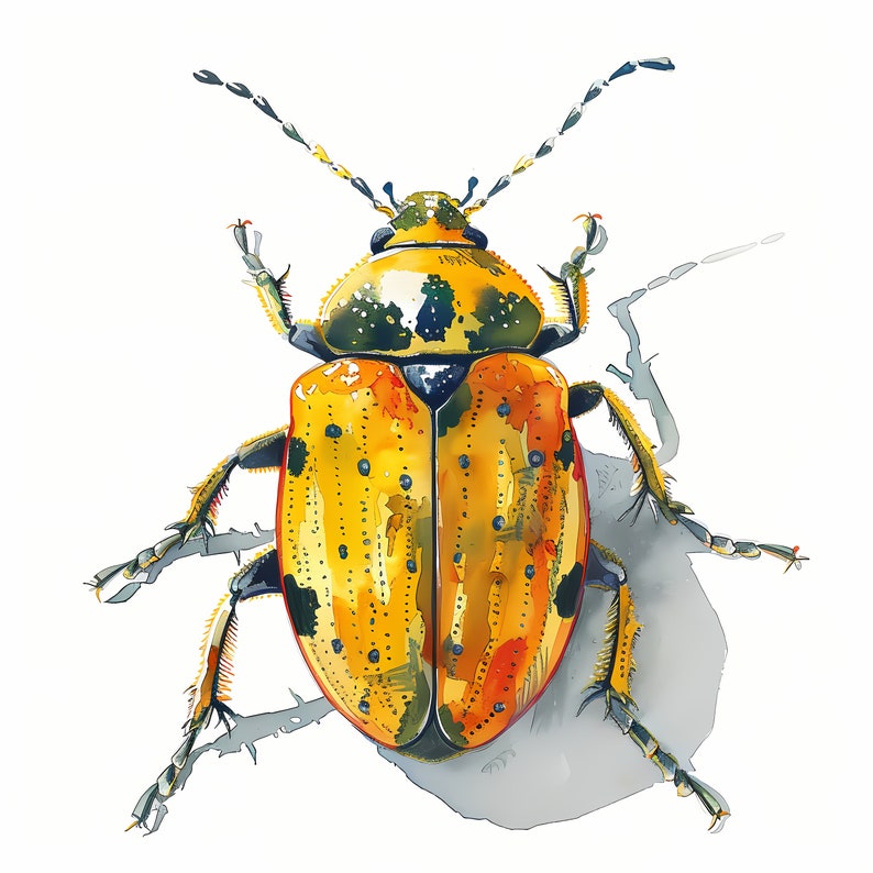 Watercolor Beetle Clipart: Insect Art, Commercial Use (jpgs) - Etsy