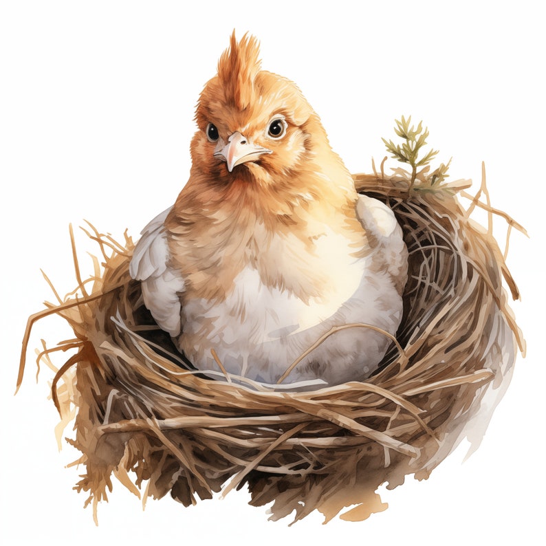 10 Hen in Nest, Hen Sitting on Eggs JPG, Watercolor Clipart, Printable ...