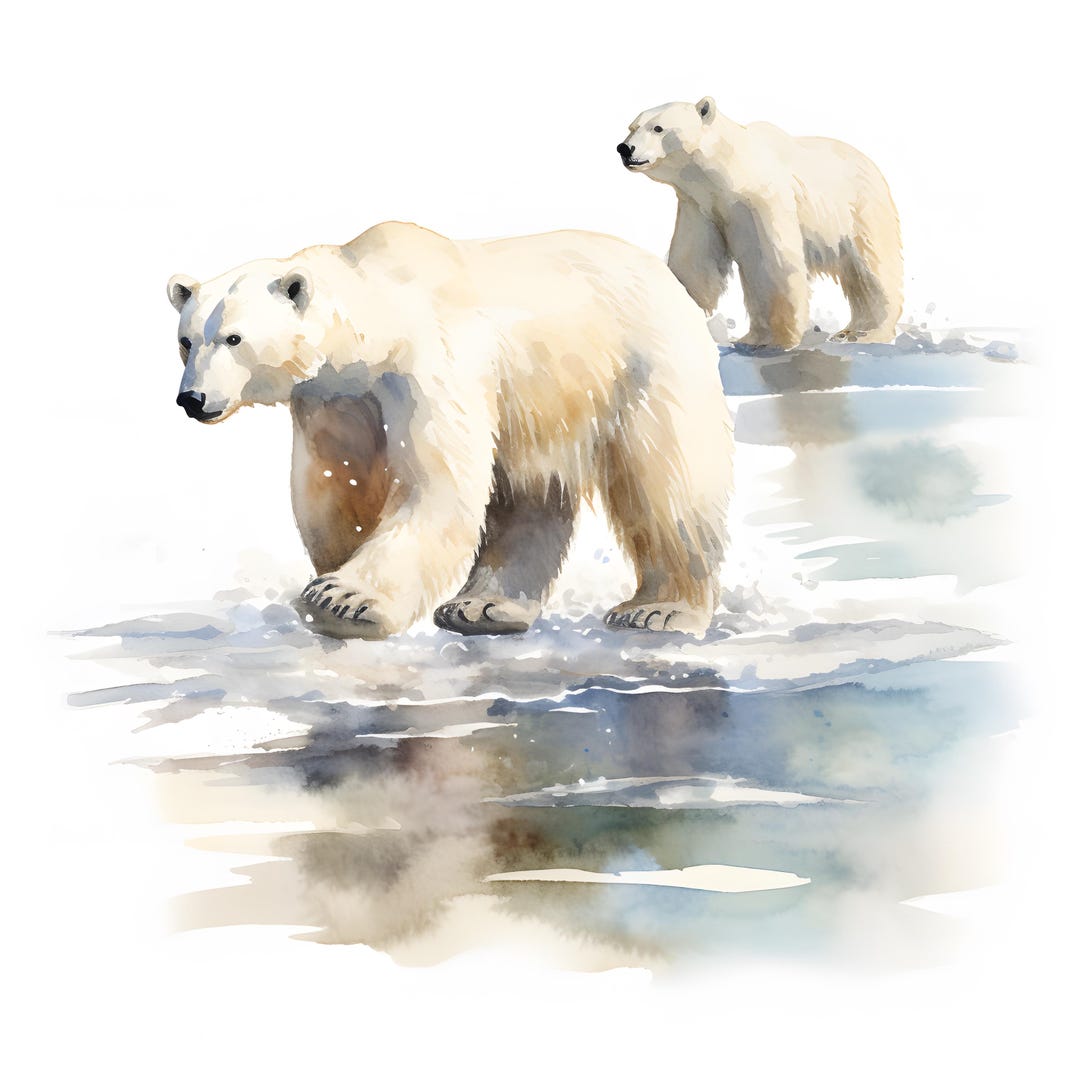 Polar Bears Clipart, Polar Bears on Ice Floes Images, 10 Watercolor ...