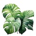 Tropical Leaves Clipart, Green Leaves Images, 10 Watercolor Clip Art ...