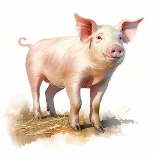 Farmyard Pig Clipart, Farm Pig Images, 10 Watercolor Clip Art ...