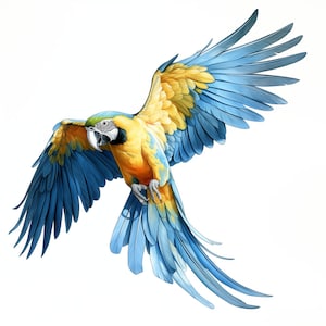 Macaw Clipart, Macaw Parrot Images, 10 Watercolor Clip Art, Printable ...