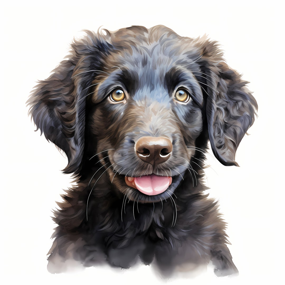 10 Curly-coated Retriever, Puppy Dog, Curly Dog JPG, Watercolor Clipart ...