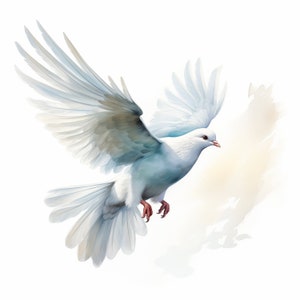 Watercolor White Dove Clipart: Peace Dove JPG Images (digital Download ...