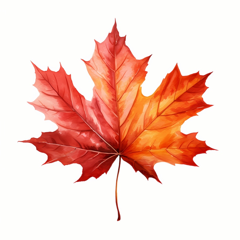 Watercolor Maple Leaf Clipart: Autumn Canadian Leaves (jpgs, Commercial ...
