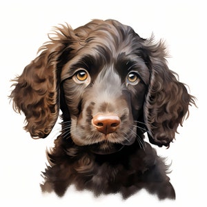 Irish Water Spaniel Clipart, Puppy Dog Images, 10 Watercolor Clip Art ...