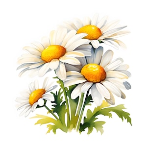 Watercolor Daisy Clipart: Spring Wildflower Images (jpgs, Commercial ...