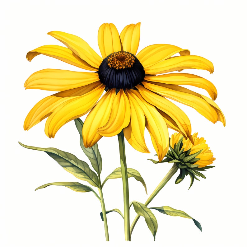 Black Eyed Susan Clipart, Yellow Flower Images, 10 Watercolor Clip Art ...