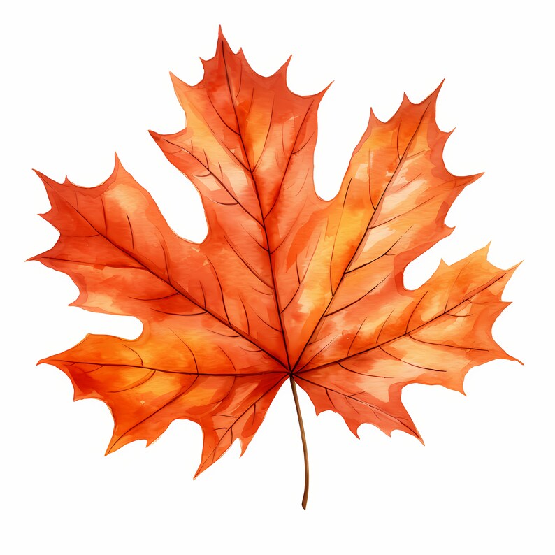 Watercolor Maple Leaf Clipart: Autumn Canadian Leaves (jpgs, Commercial ...