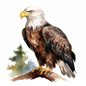 Watercolor Bald Eagle Clipart: Printable JPG Images (commercial Use) - Etsy