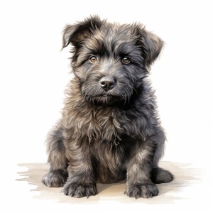 Bouvier Des Flandres Dog Clipart, Puppy Dog Images, 10 Watercolor Clip ...