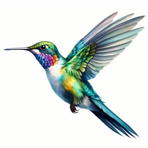 Hummingbird Clipart, Adorable Colibri Images, 10 Watercolor Clip Art ...