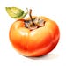Persimmon Clipart, Fruit Images, 10 Watercolor Clip Art, Printable Jpgs ...