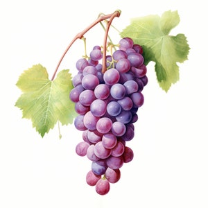 Grapes Clipart, Grape Branches Images, 10 Watercolor Clip Art ...