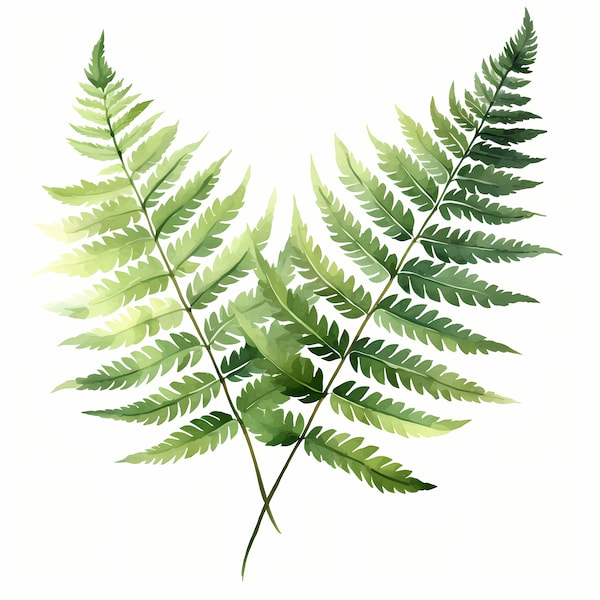 Fern Clip Art - Etsy