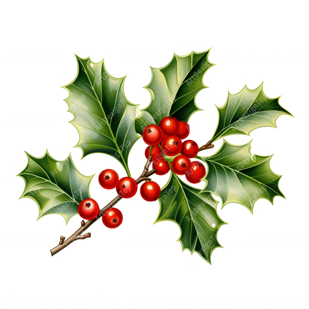 Holly Branch Clipart, Holly Berries Images, 10 Watercolor Clip Art ...