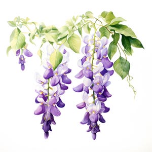 Purple Wisteria Clipart, American Wisteria Images, 10 Watercolor Clip ...