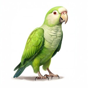 Watercolor Green Quaker Parrot Clipart: Commercial Use (jpgs) - Etsy