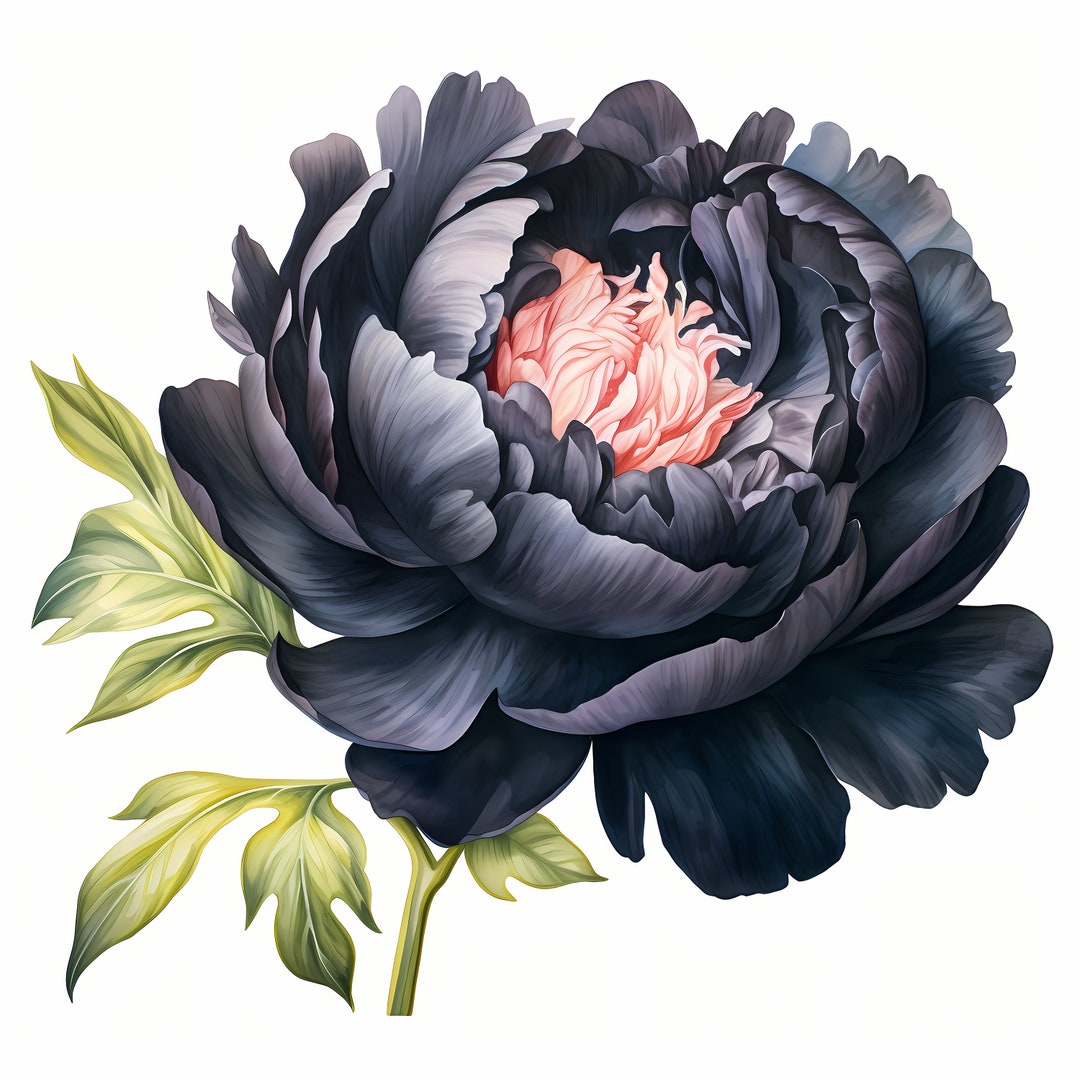 Black Peony Watercolor Clipart: Floral JPG Images (instant Download) - Etsy
