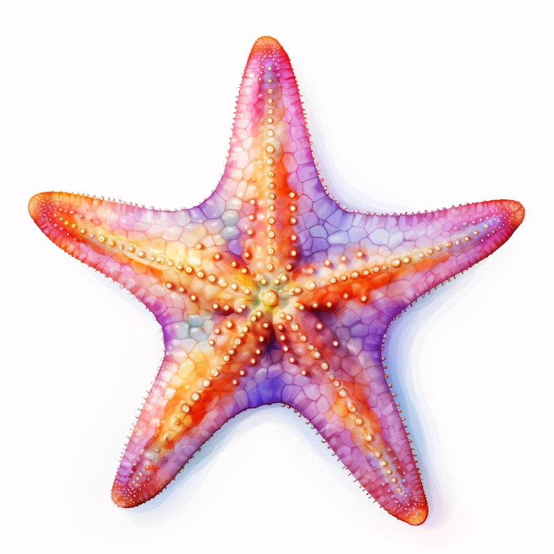 Starfish Clipart, Ocean Sea Life Images, 10 Watercolor Clip Art ...