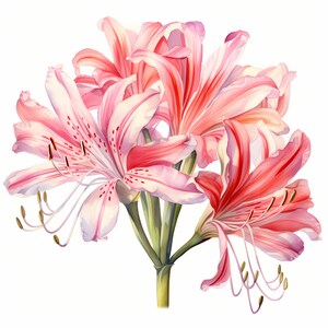 Pink Nerine Clipart, Nerine Flowers Images, 10 Watercolor Clip Art ...