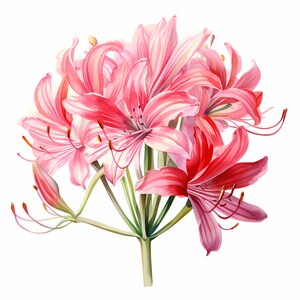Pink Nerine Clipart, Nerine Flowers Images, 10 Watercolor Clip Art ...