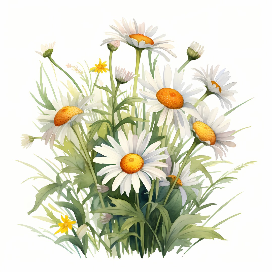 Daisy Flowers Clipart, Daisies Bouquet Images, 10 Watercolor Clip Art ...