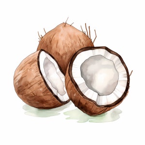 Watercolor Coconut Clipart: Tropical Fruit JPG Images (digital Download ...