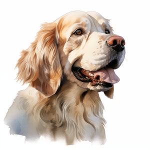Clumber Spaniel Clipart, Clumber Spaniel Dog Images, 10 Watercolor Clip ...